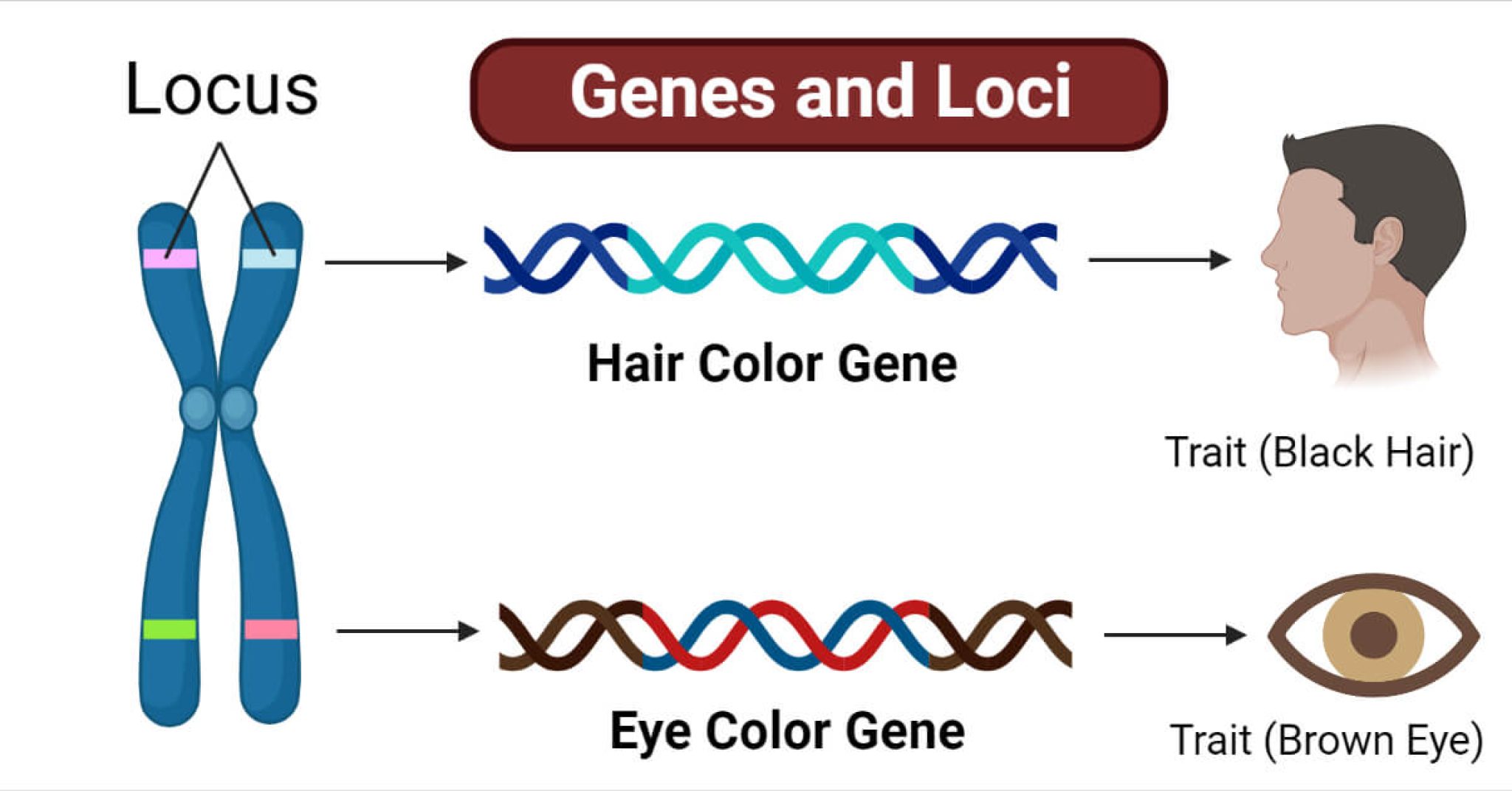 Locus Gen Là Gì? ⚡️ Sử Dụng Locus Xét Nghiệm DNA Là Thế Nào?